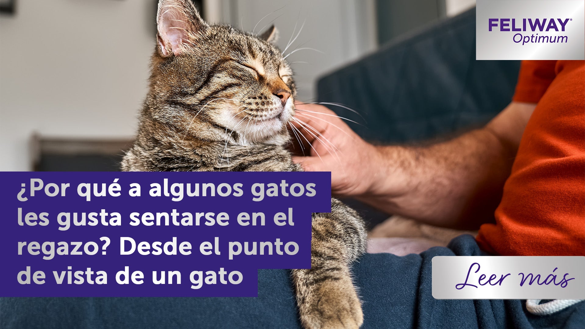 ¿Por qué a algunos gatos les gusta sentarse en el regazo? | Blog FELIWAY