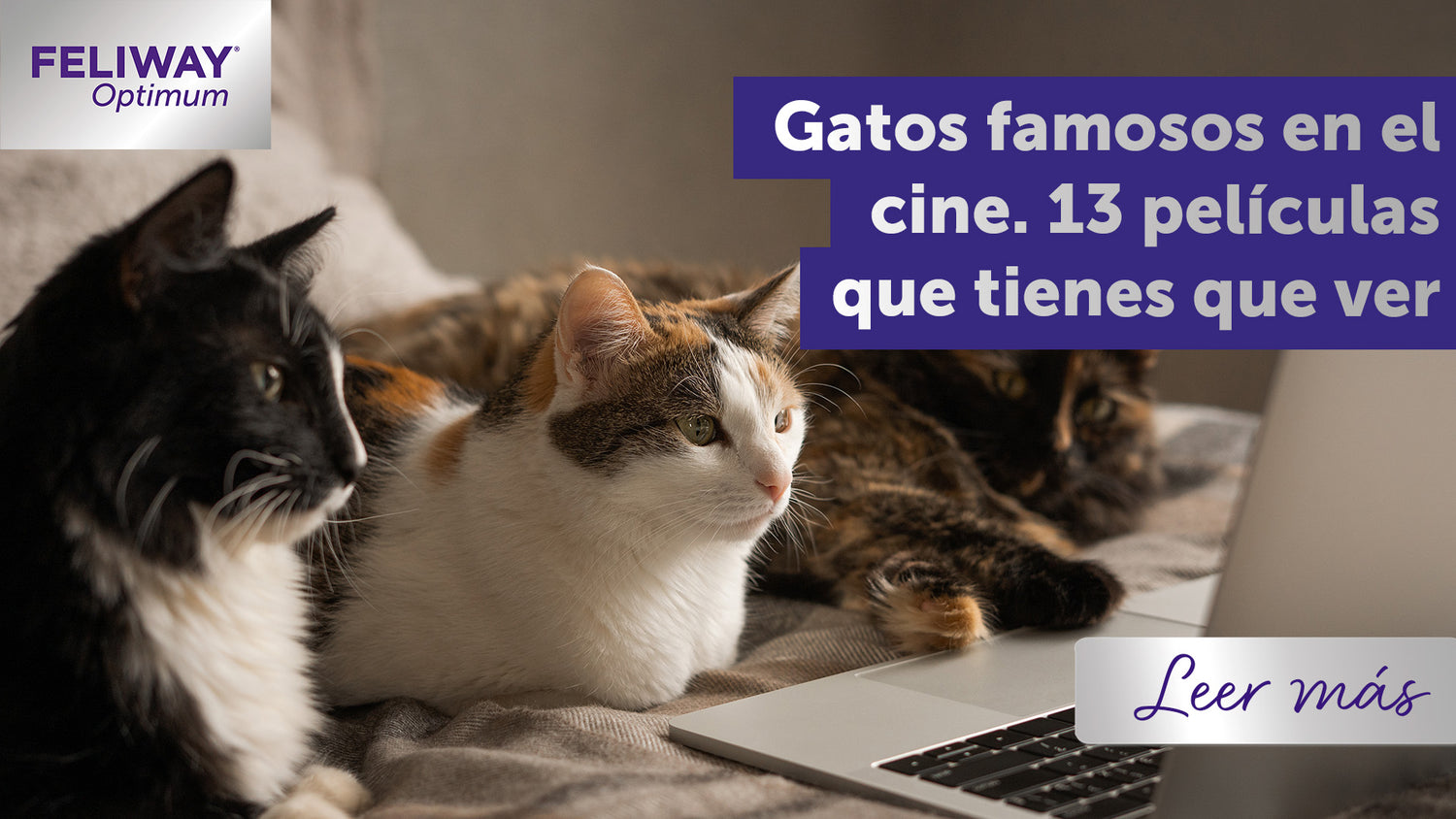 13 Gatos de cine: Películas de gatos que debes ver - Feliway ES