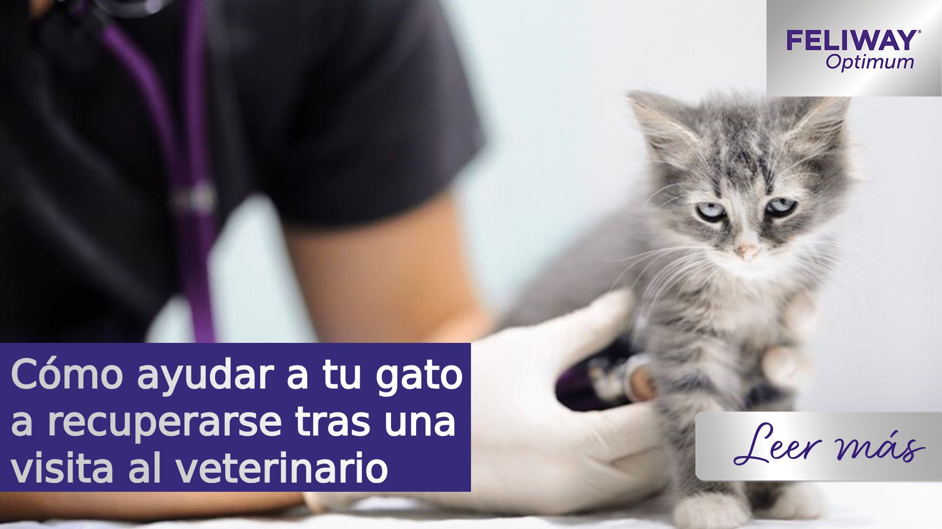 Ayudar a tu gato a recuperarse tras el veterinario | Blog FELIWAY