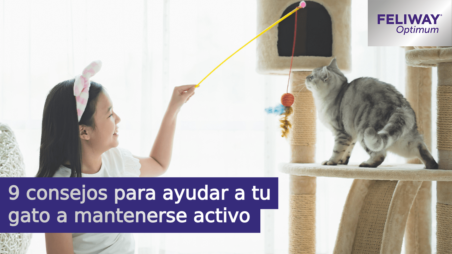 9 consejos para ayudar a tu gato a mantenerse activo - Feliway ES